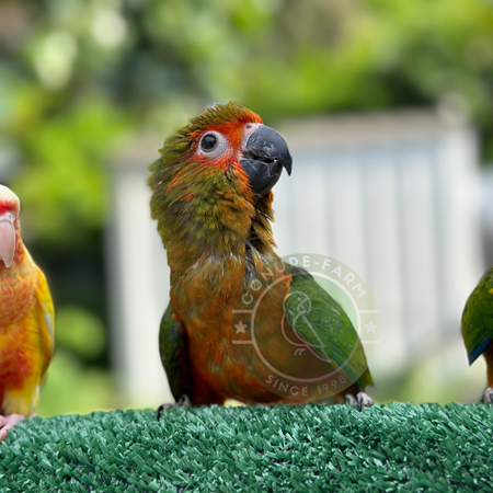 Jenday Conure #202621 for sale in miami, FL