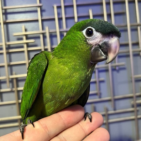 Hahns Macaw #202668 for sale in Niles, IL