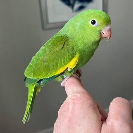 Canary-wing Parakeet #201922 for sale in McAlpin, FL