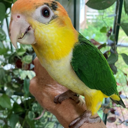 White Bellied Caique #202961 for sale in Raleigh, , NC