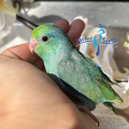 Celestial (Pacific) Parrotlet #203055 for sale in Arlington Heights, IL