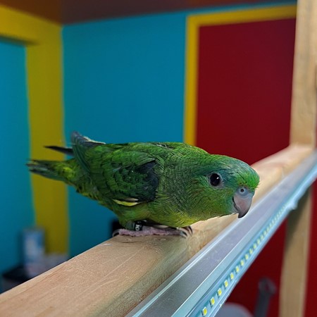 Lineolated Parakeet #203116 for sale in Vallejo, CA