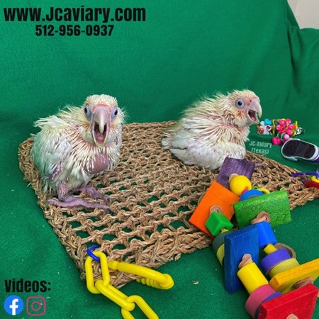 Slender Billed Corella Cockatoo #203277 for sale in Austin, TX