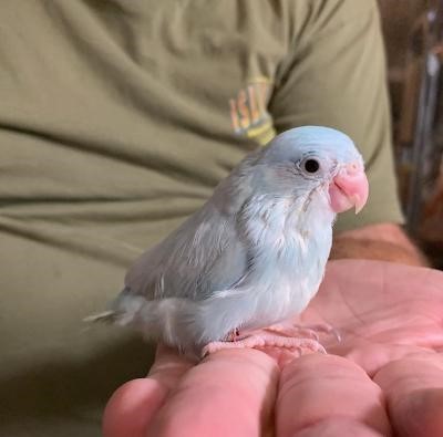 Celestial (Pacific) Parrotlet #202965 for sale in Miami, FL