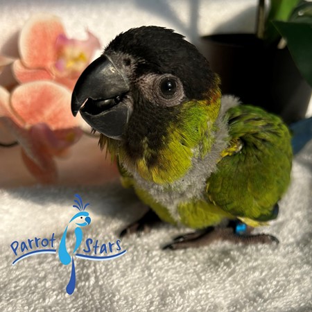 Nanday Conure #203575 for sale in Arlington Heights, IL