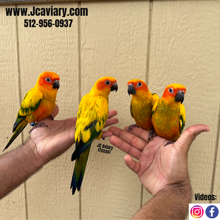 Sun Conure #203750 for sale in Austin, TX