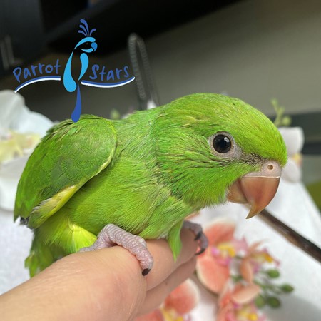 Ringneck African Parakeet #203795 for sale in Arlington Heights, IL