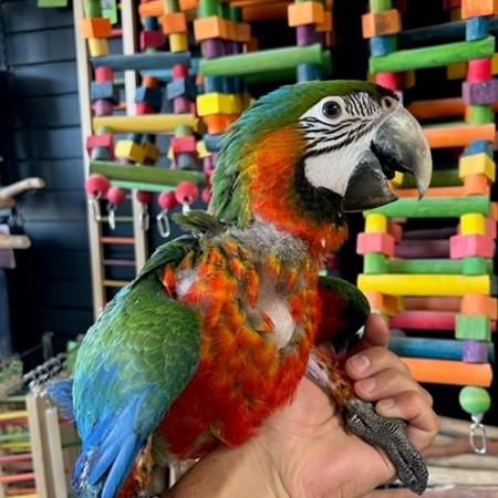 Hybrid Macaw #204137 for sale in Niles, IL