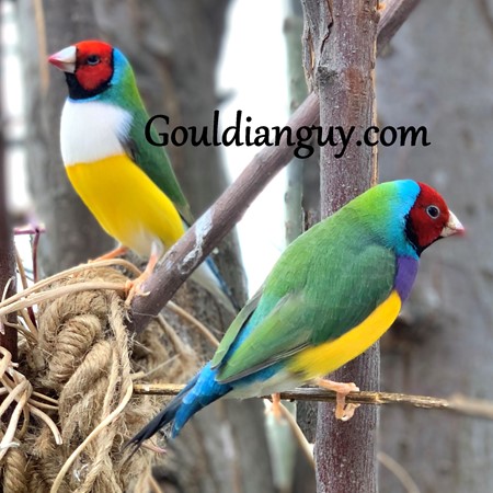 Lady Gouldian Finch #204161 for sale in Daytona Beach, FL