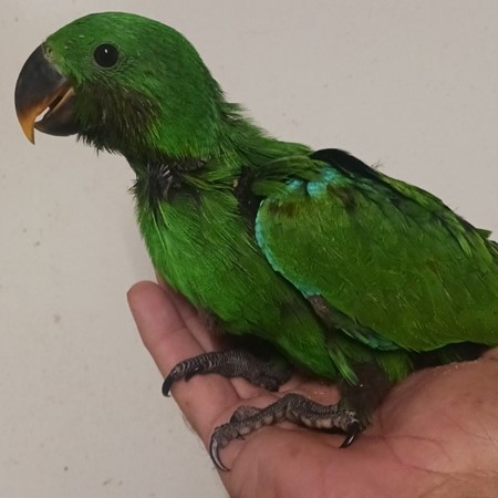 Solomon Island Eclectus #203812 for sale in port charlotte, FL