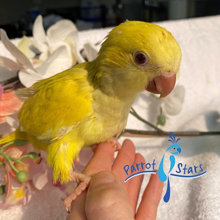 Quaker Parrot #204667 for sale in Arlington Heights, IL
