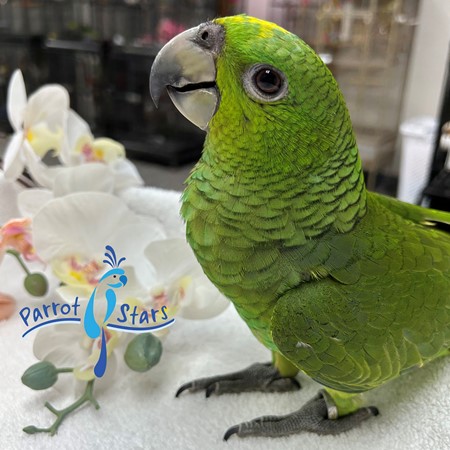 Yellow Naped Amazon #204669 for sale in Arlington Heights, IL