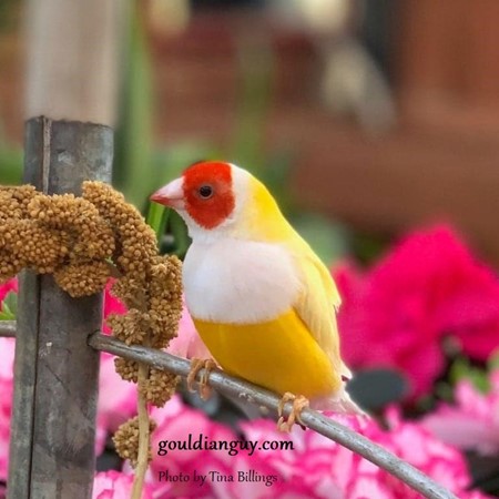 Lady Gouldian Finch #204774 for sale in Daytona Beach, FL