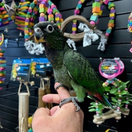 Maximillian Pionus #204840 for sale in Niles, IL
