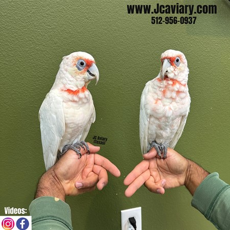 Slender Billed Corella Cockatoo #205241 for sale in Austin, TX
