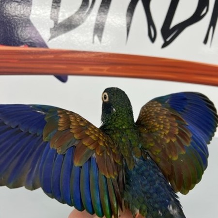 Bronze Wing Pionus #205557 for sale in Niles, IL