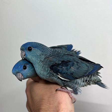 Lineolated Parakeet #205630 for sale in Vallejo, CA