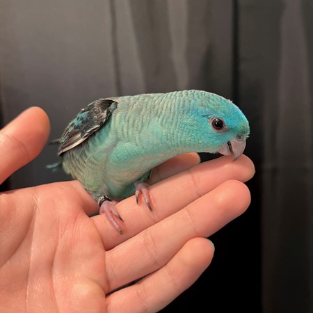 Lineolated Parakeet #205633 for sale in Vallejo, CA