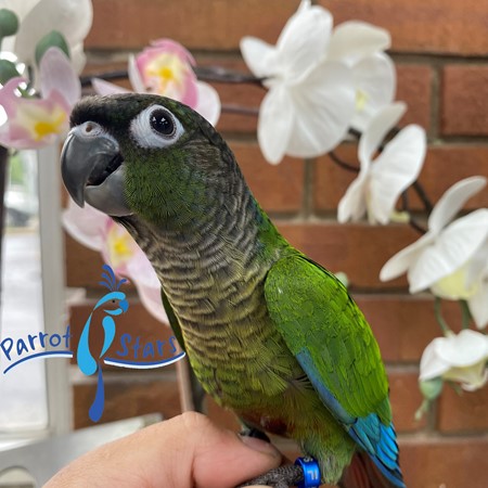 Green Cheek Conure #205641 for sale in Arlington Heights, IL