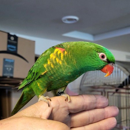 Scaly-Breasted Lorikeet #205645 for sale in Vista, CA