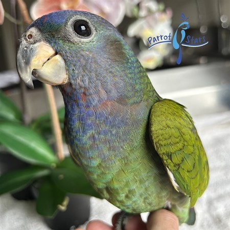 Blue Headed Pionus #205788 for sale in Arlington Heights, IL