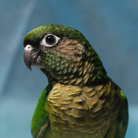 Maroon Belly Conure #206213 for sale in honolulu, HI