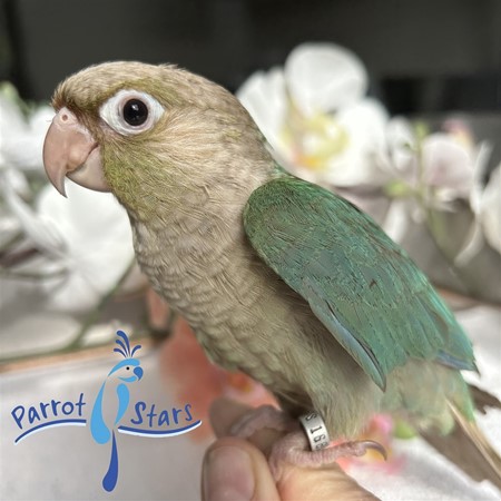Green Cheek Conure #206220 for sale in Arlington Heights, IL