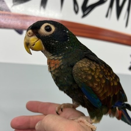 Bronze Wing Pionus #206455 for sale in Niles, IL