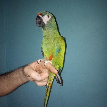 Illigers Macaw #206532 for sale in Rockville Centre, NY