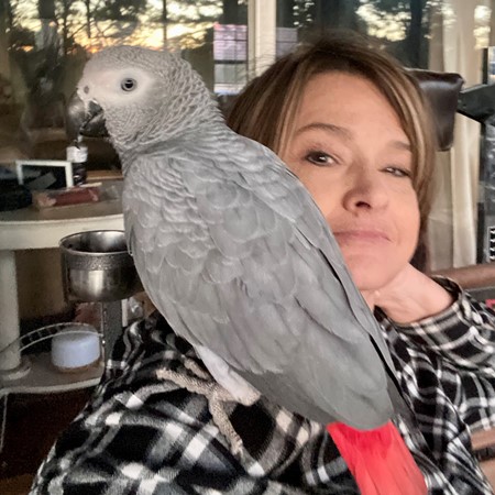 African Grey Congo Parrot #206604 for sale in East of Dallas (off of I ...