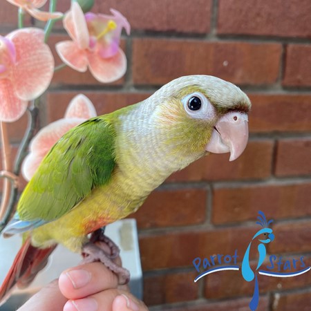 Green Cheek Conure #207202 for sale in Arlington Heights, IL