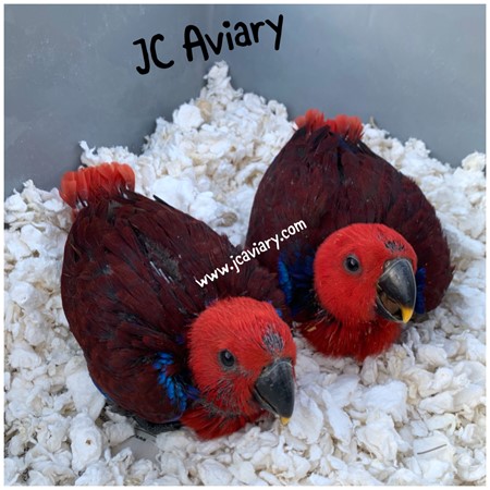 Solomon Island Eclectus #207228 for sale in Austin, TX