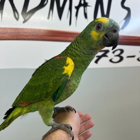 Blue Front Amazon #207279 for sale in Niles, IL