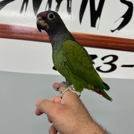 Blue Headed Pionus #208337 for sale in Niles, IL