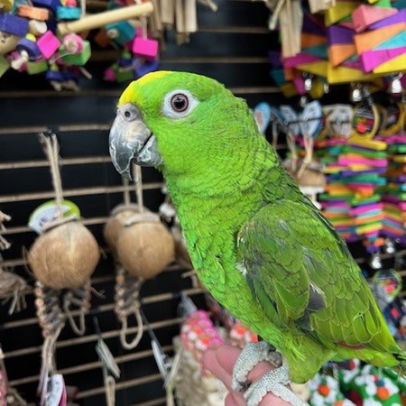 Yellow Naped Amazon #208349 for sale in Des Plaines, IL