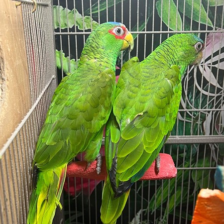 White Fronted Amazon #209018 for sale in Gainesville, VA