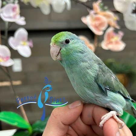 Celestial (Pacific) Parrotlet #210138 for sale in Arlington Heights, IL
