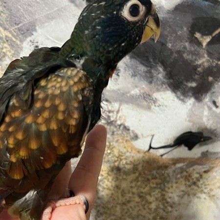Bronze Wing Pionus #210598 for sale in Niles, IL