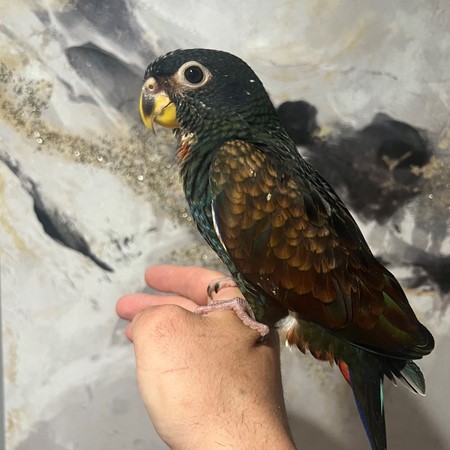 Bronze Wing Pionus #210758 for sale in Niles, IL