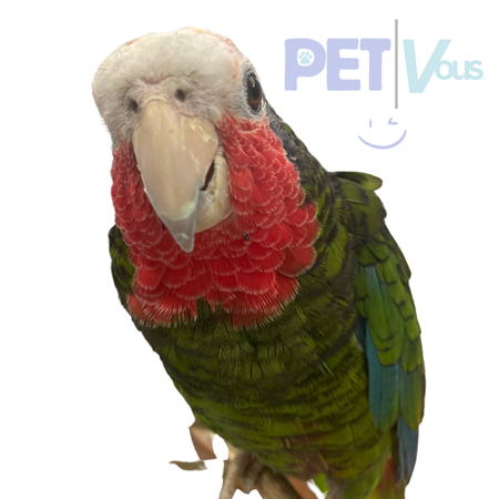 Cuban Amazon #210882 for sale in miami, FL