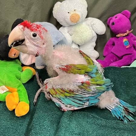 Green Wing Macaw #211609 for sale in Loxahatchee, FL