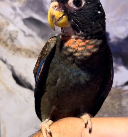 Bronze Wing Pionus #211793 for sale in Niles, IL