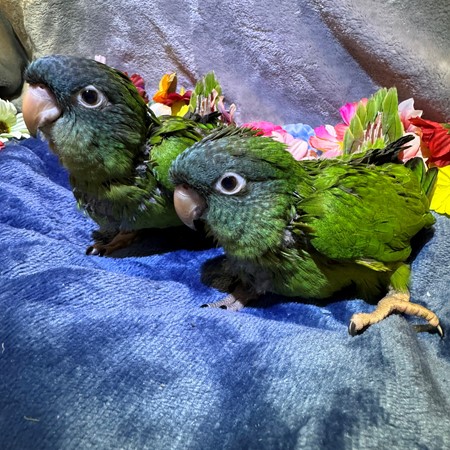 Blue Crown Conure #211864 for sale in Trafford, PA
