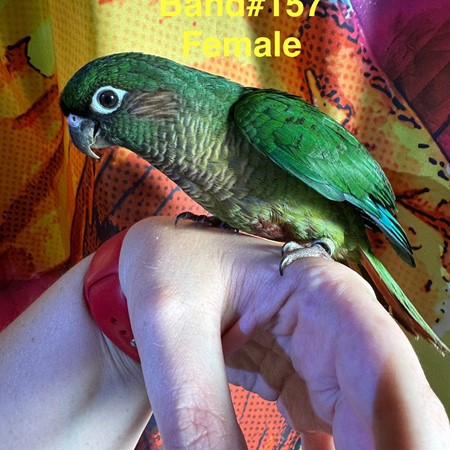 Maroon Belly Conure #211870 for sale in Trafford, PA