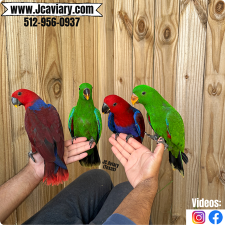 Solomon Island Eclectus #211929 for sale in Austin, TX