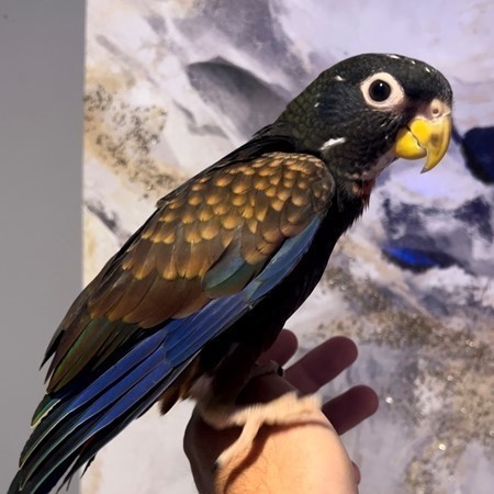 Bronze Wing Pionus #211976 for sale in Niles, IL