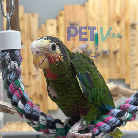 Cuban Amazon #212050 for sale in miami, FL