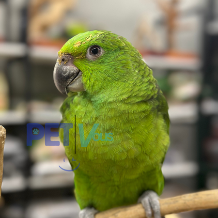 Yellow Naped Amazon #212051 for sale in miami, FL