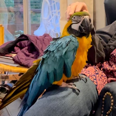 Blue and Gold Macaw #212107 for sale in East of Dallas (off of I 20 ...