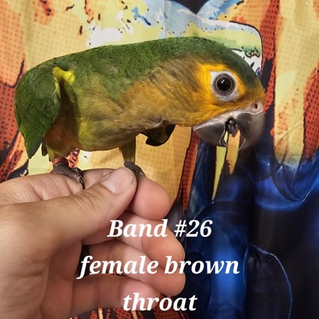 Brown Throat Conure #212164 for sale in Trafford, PA